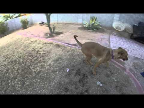 Crack head dog - YouTube