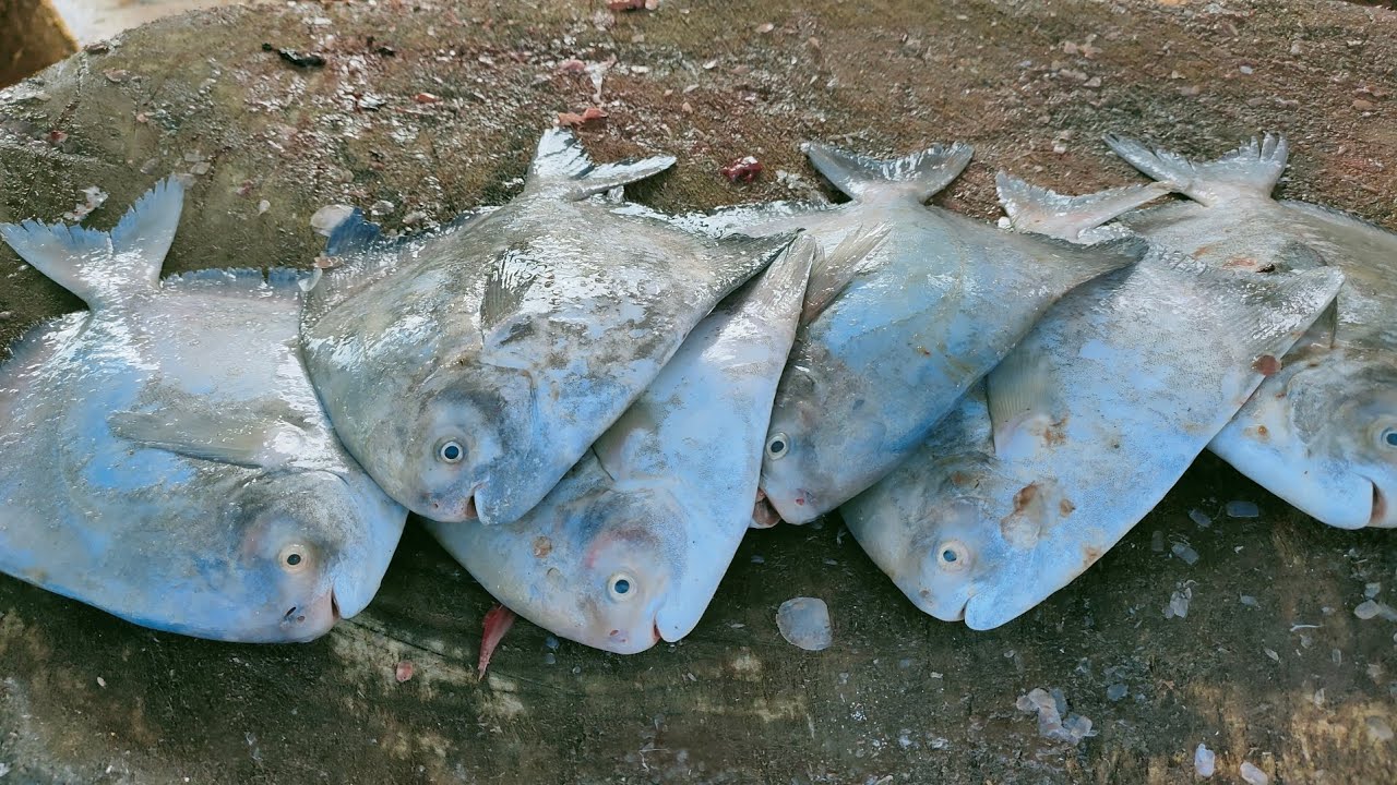 VAAVAL FISH CUTTING VIDEO🐟🐟🐟 - YouTube