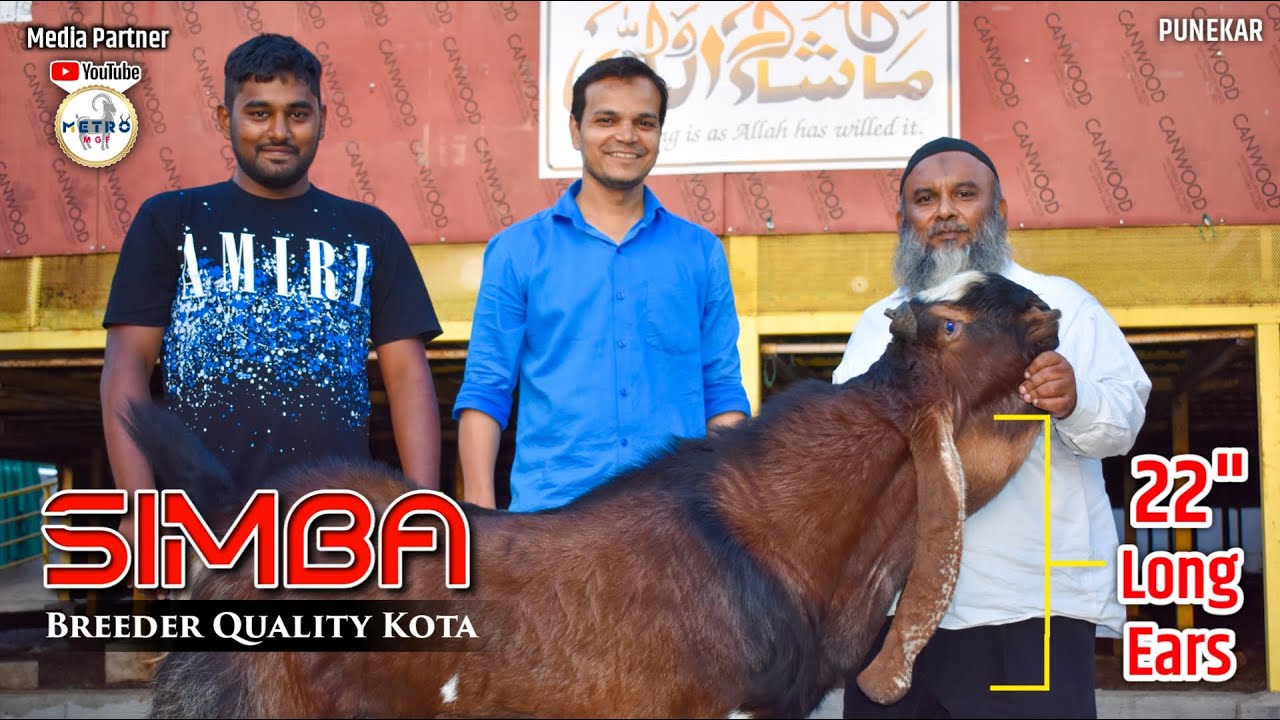 Simba 22" Long Ear Breeder Quality Kota All Set In Pune | Shauk Karo ...