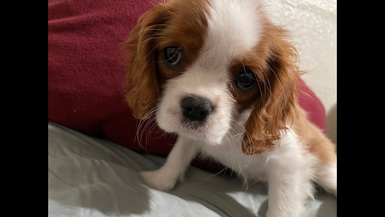 Savvy's Official Introduction - YouTube