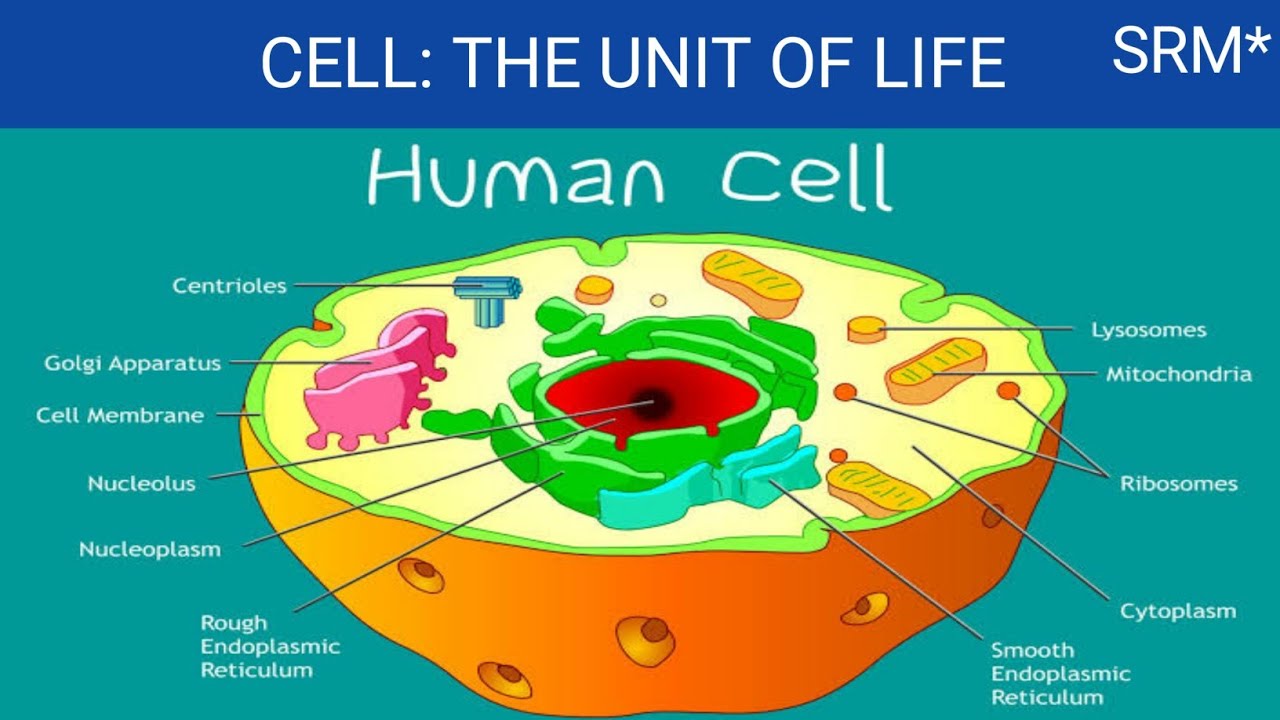 1.Cell:The unit of life ___CBSE Class 12 Biology____ Full Chapter By ...