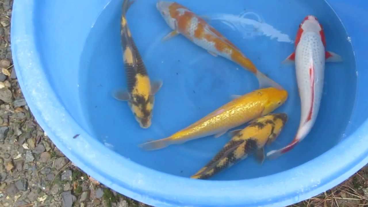 Ginrin Kigoi, Asagi, Ginrin Ochiba, and Ginrin Ki Utsuri Japanese Koi ...