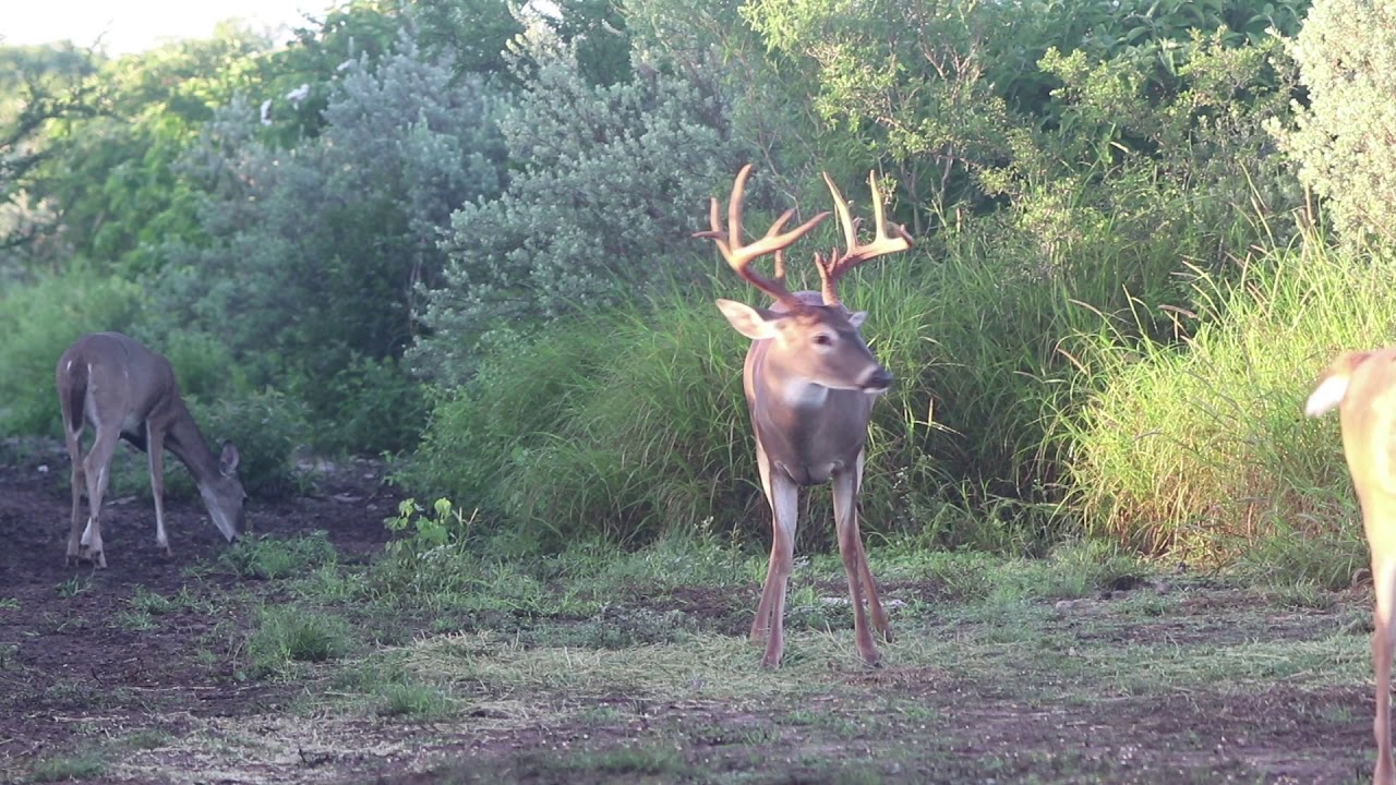 South Texas Whitetail Deer Hunting & Lodge - YouTube