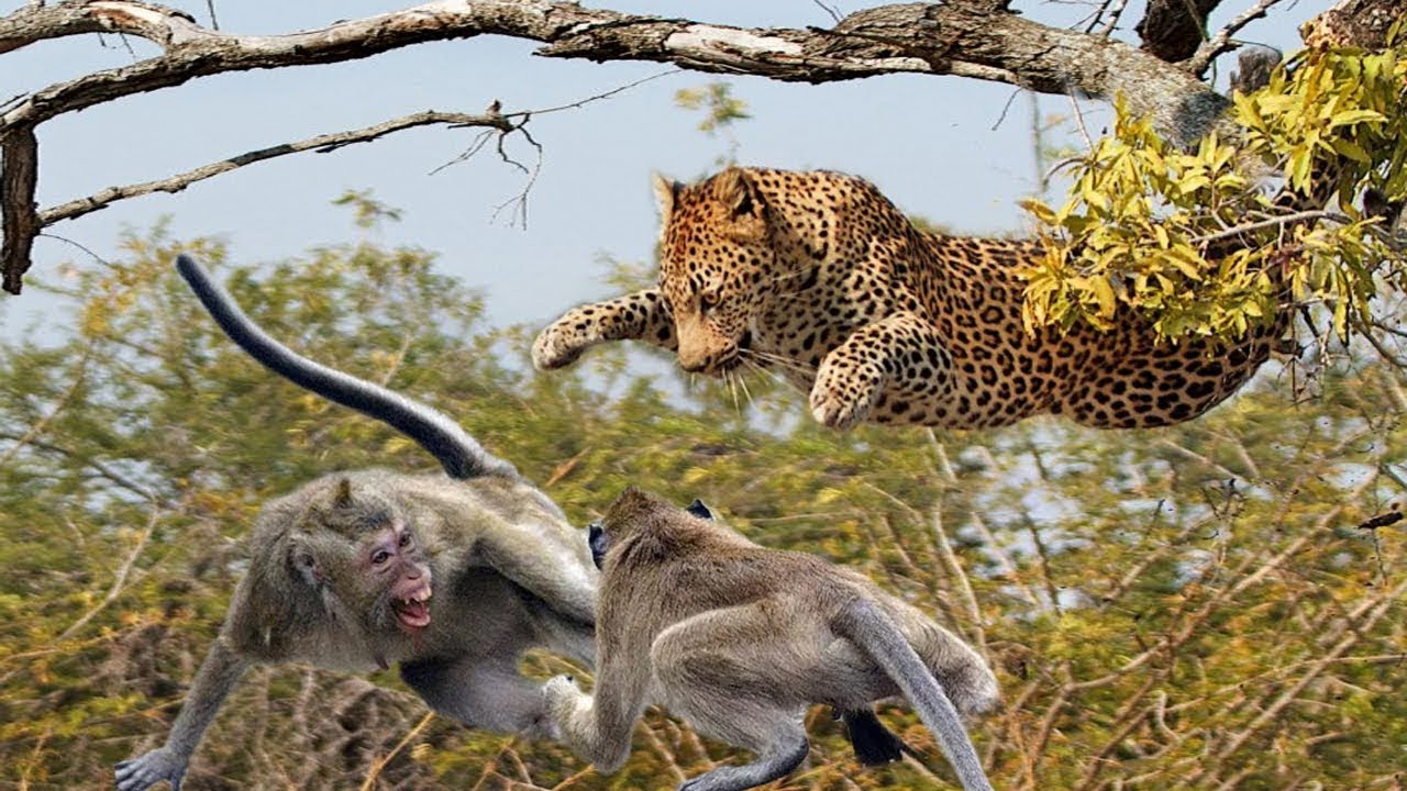 Leopard vs. Monkey 🐆🆚🐒: A Battle of Agility 💨 #animals #nature # ...