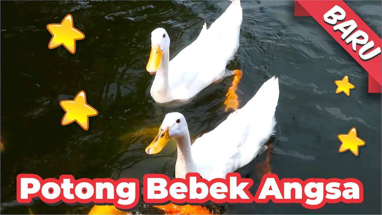 Mang Adeng Nyanyi Lagu Potong Bebek Angsa ,Preset Am Lagu Potong Bebek ...