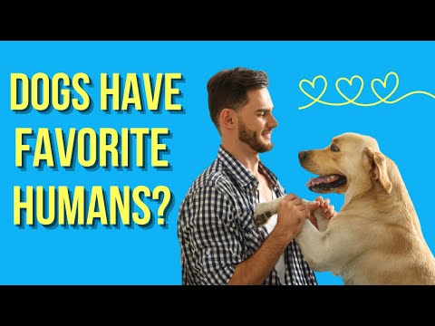 Do Dogs Have Favorite Humans? What do you believe? [Complete Guide]