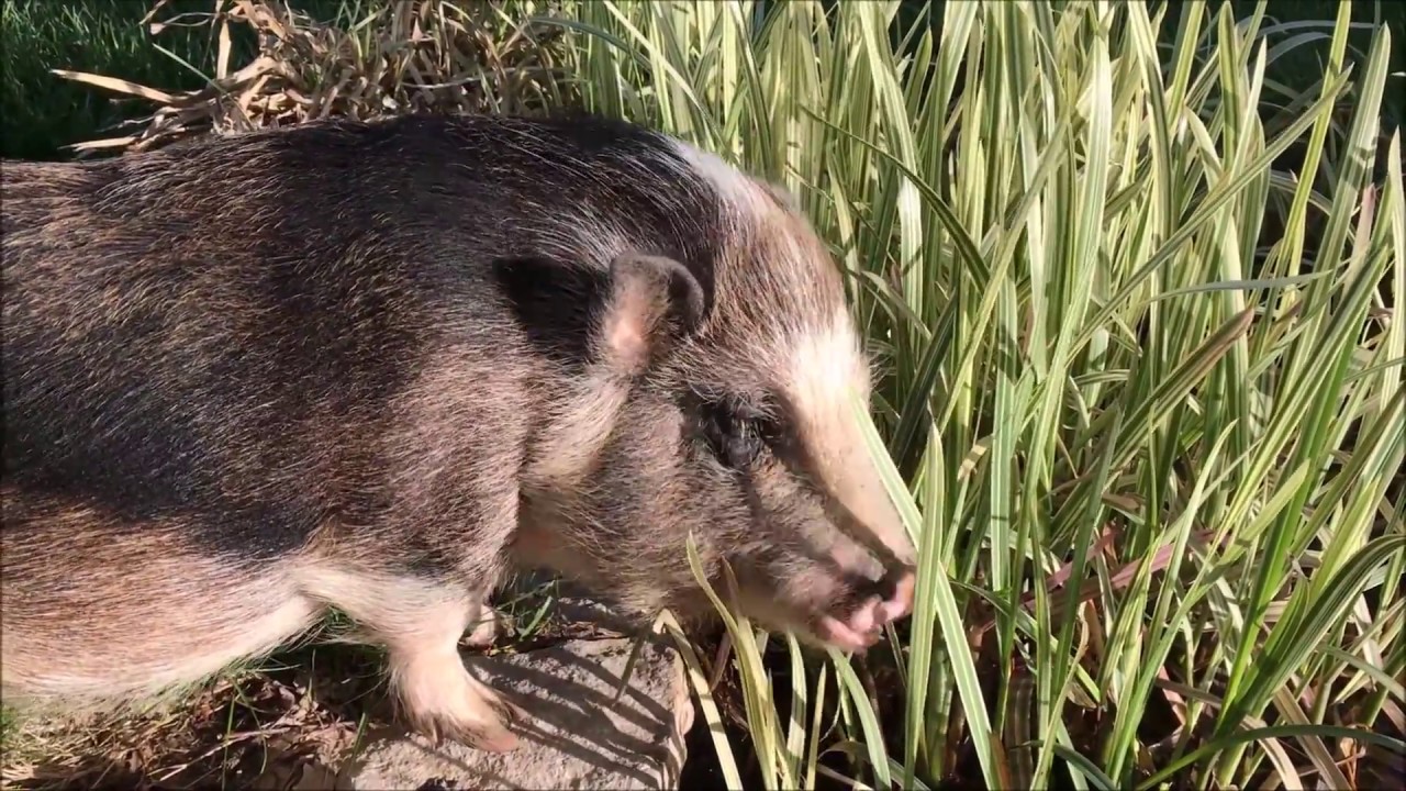 Juliana Mini Painted Pigs foraging outside - YouTube