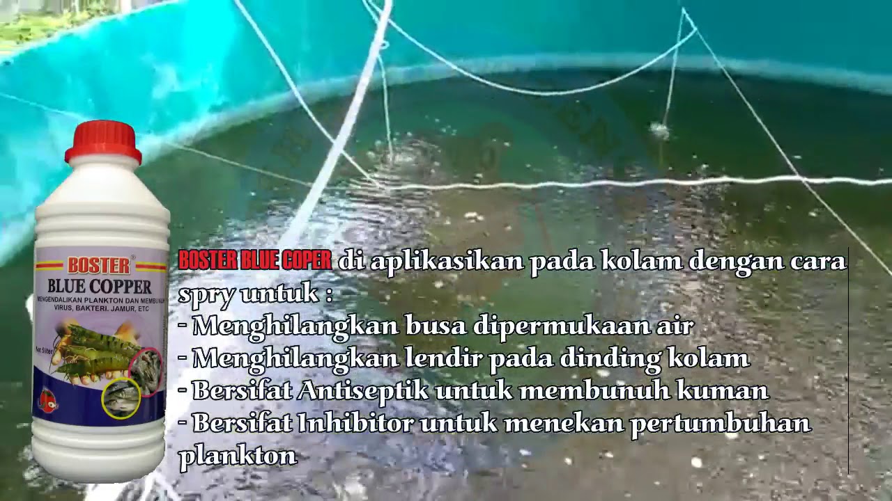 APLIKASI ANTISEPTIK BOSTER BLUE COPPER - YouTube