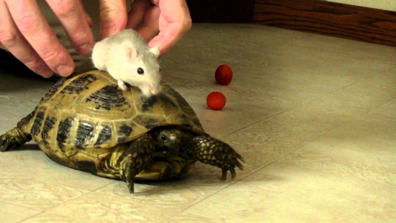 Gerbils Ride Tortoise,Turtle - YouTube