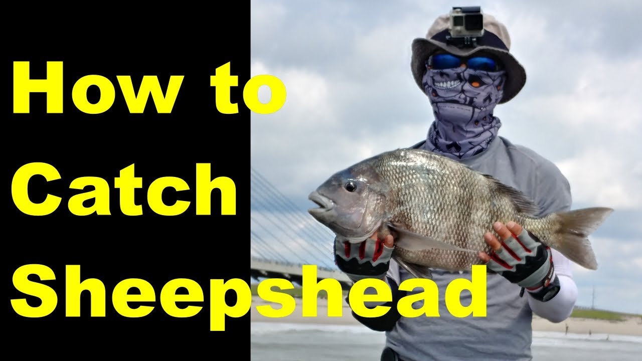 Sheepshead Fishing - YouTube