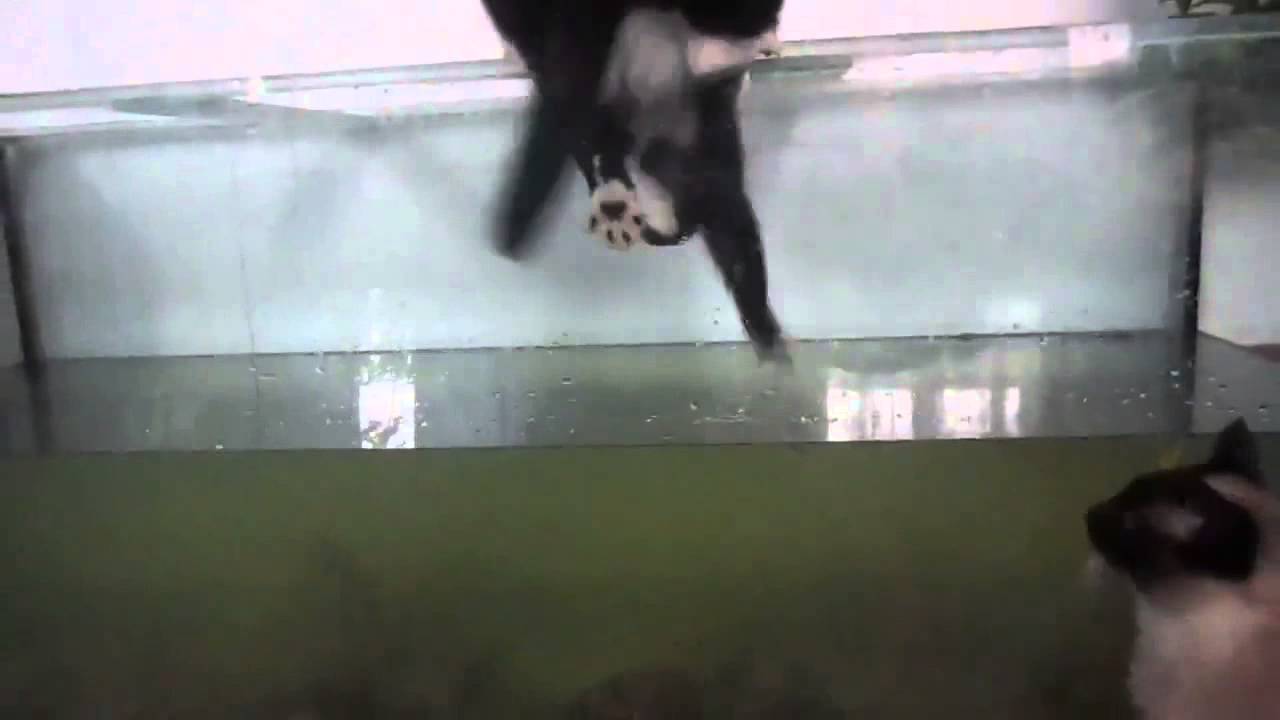 Cat fell into aquarium ( Cat Fail } Funny Cat Video - YouTube