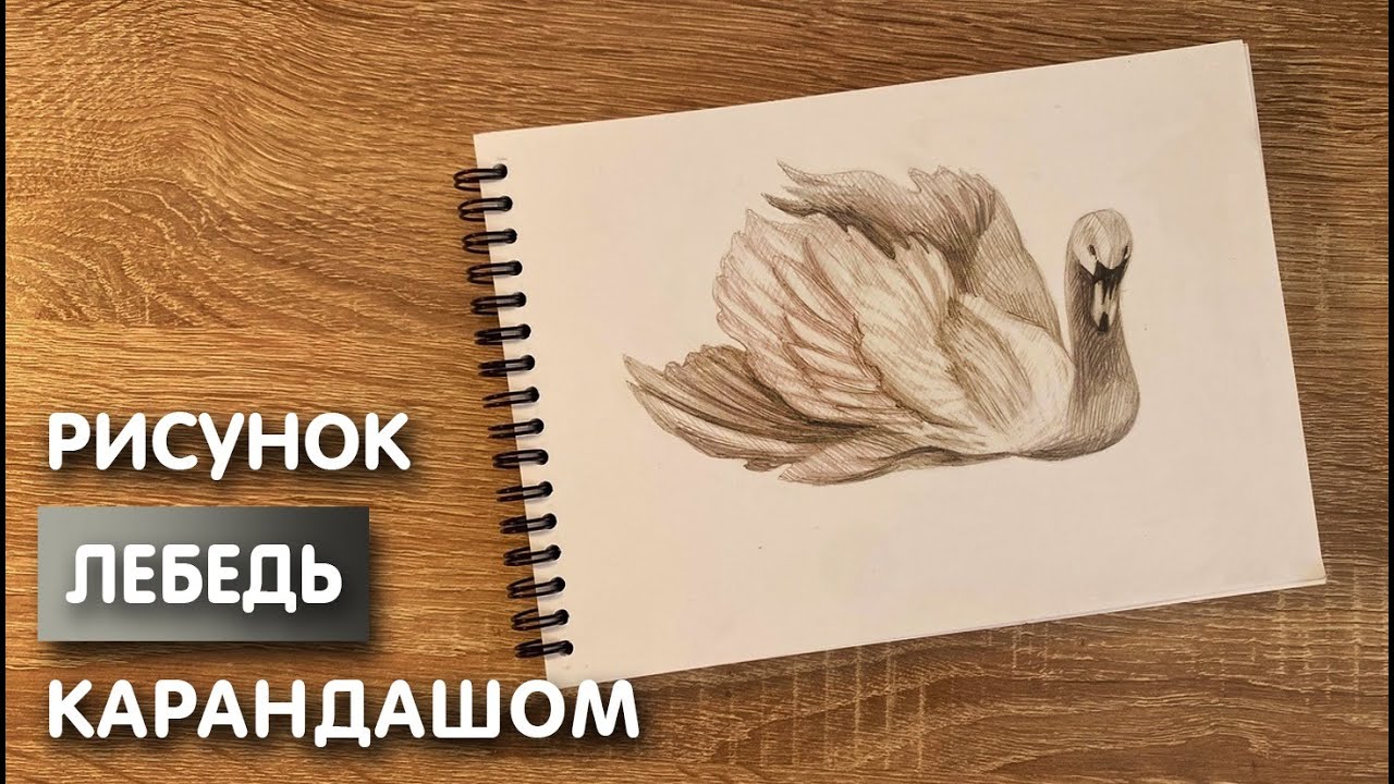 Как нарисовать лебедя карандашом Рисунок для начинающих поэтапно