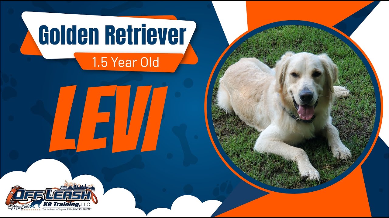 Levi, Day-Training Program - YouTube