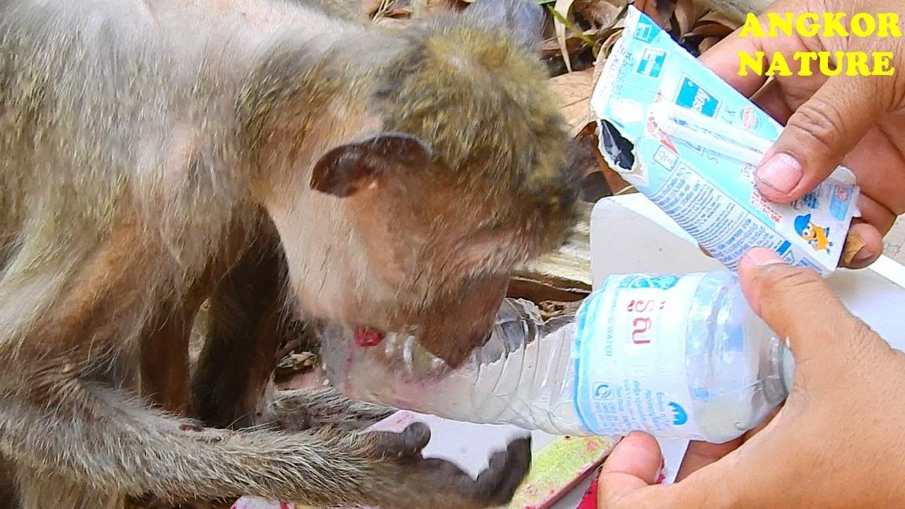 Today i feed two package of milk to Skinny monkey guy to refil energy ...