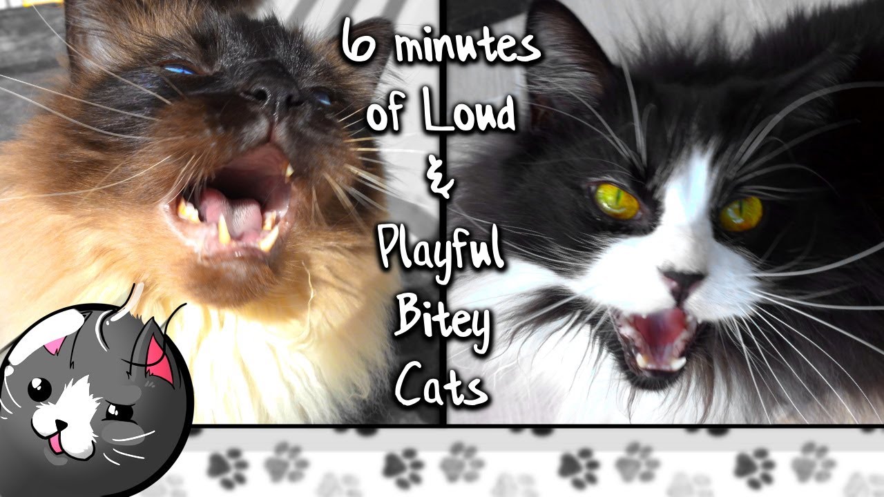 6 minutes of Loud & Playful cats (bitey too) | CATatonic - YouTube