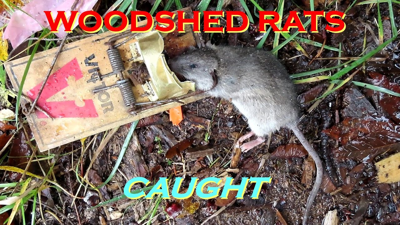 Rat Trapper. PART TWO: More Woodshed Rats Caught. 8th November, 2024. - YouTube