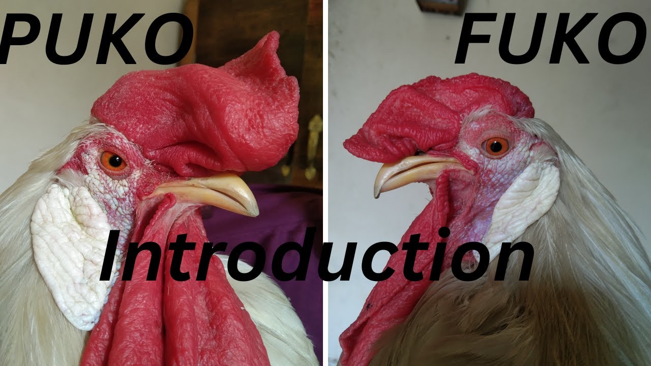 Intoduction My FUKO AND PUKO - YouTube