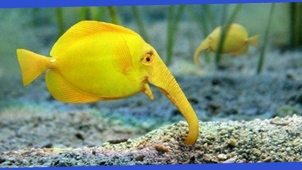 Los peces más raros y únicos del planeta que te sorprenderán - YouTube