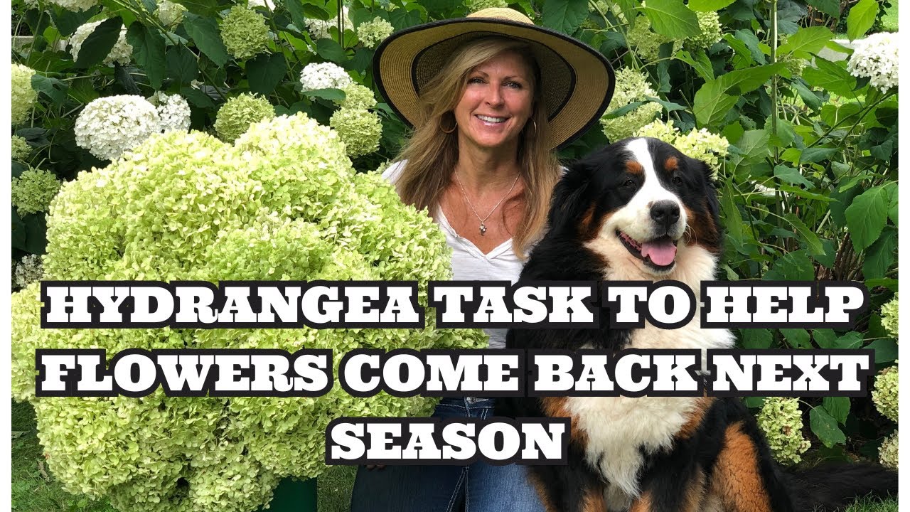 HYDRANGEA TASK TO HELP FLOWERS COME BACK NEXT SEASON | Kelly Lehman ...