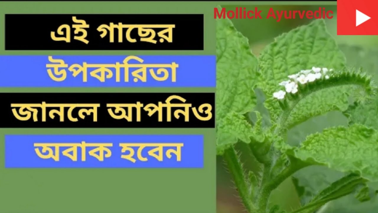 হাতির সুর গাছের উপকারিতা জেনে নিন | Hatir Sur Gacher Upokarita. - YouTube