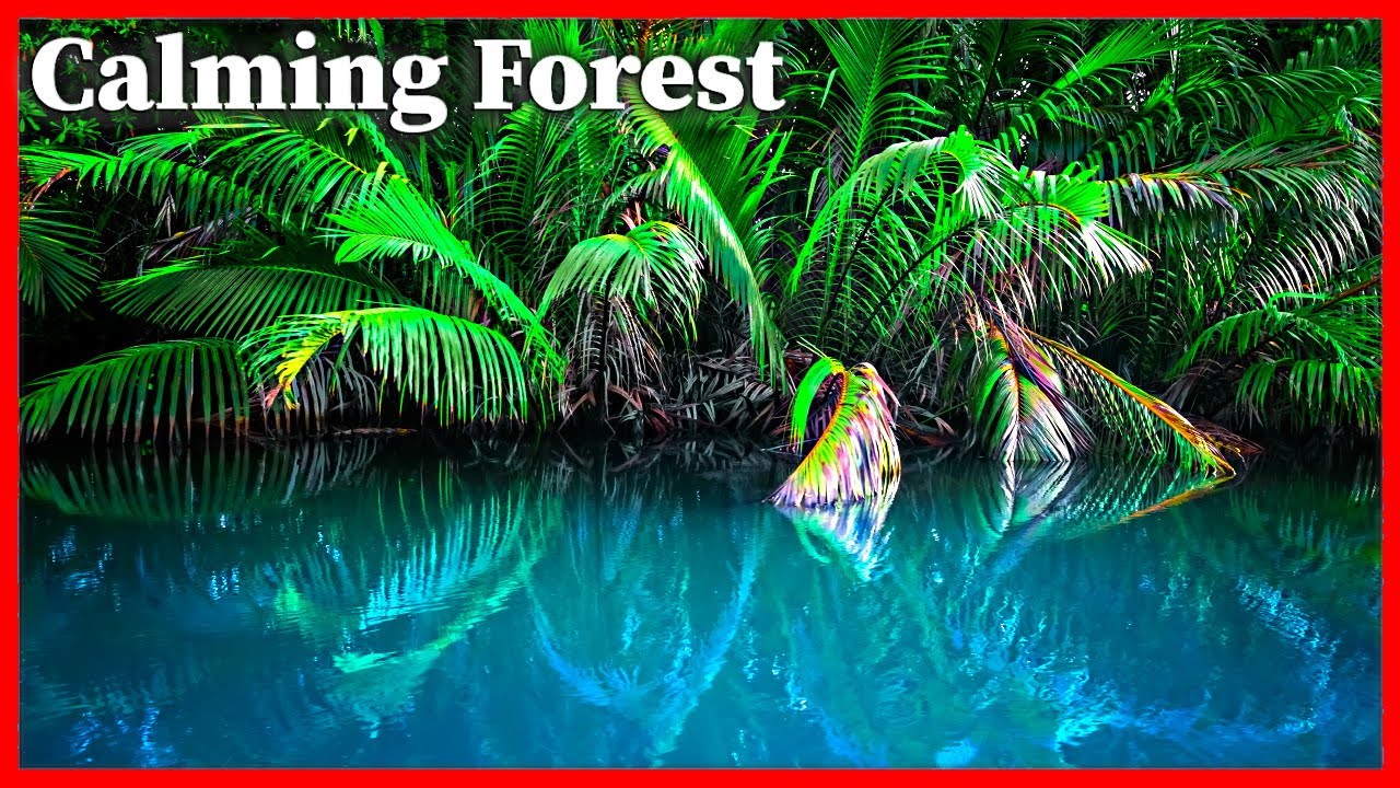 Forest Sound Night Sleep, Forest Nature Sound, Calming Forest Sounds ...