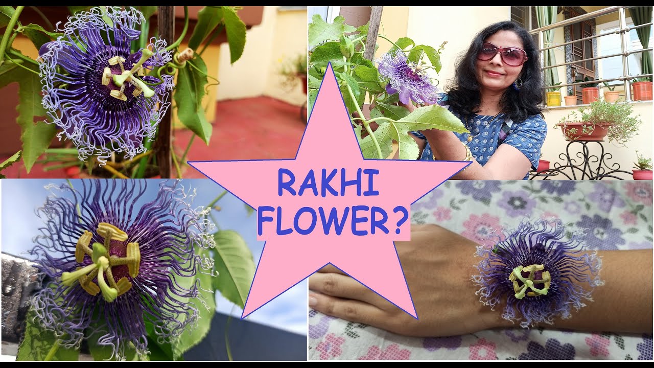 All about RAKHI FLOWER / KRISHNA KAMAL/ PASSIFLORA/ PASSION FLOWER ...