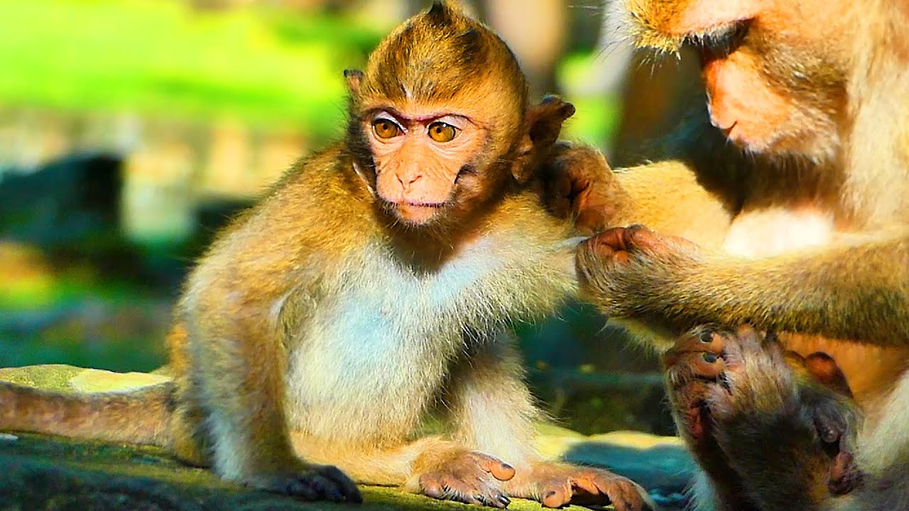 How lovely new abandoned monkey & Bonita help grooming him, Kenzo go ...