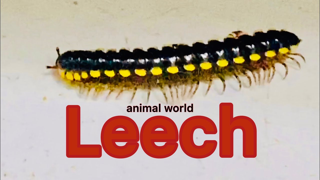 Sri Lankan Black Leech move very fast - YouTube