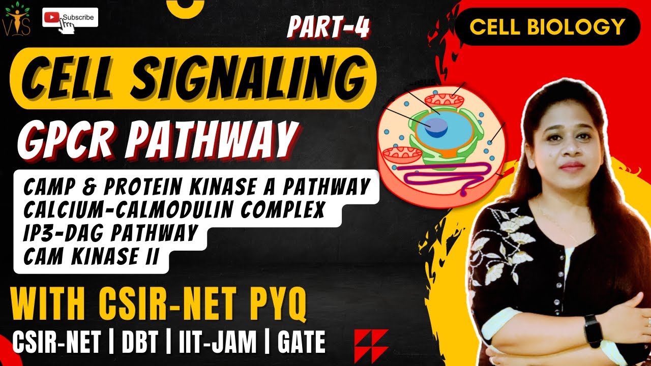 Cell Signaling -4 | cAMP PKA Signaling Pathway | IP3 DAG Pathway ...