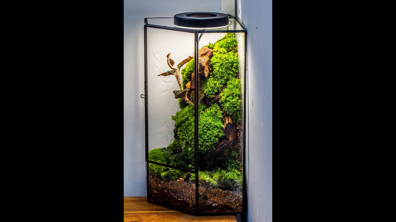DIY Tutorial: make a moss corner terrarium #terrariumart #moss # ...