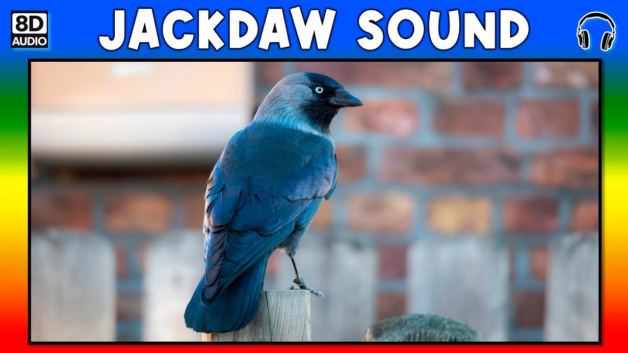 🐦 JACKDAW SOUND - JACKDAW SOUND EFFECT - SOUND OF JACKDAW - NOISE OF JACKDAW - YouTube
