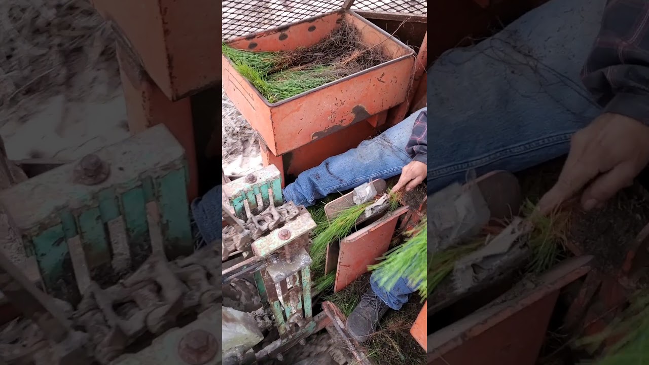 Whitfield tree planter. Setting pines in north Florida - YouTube