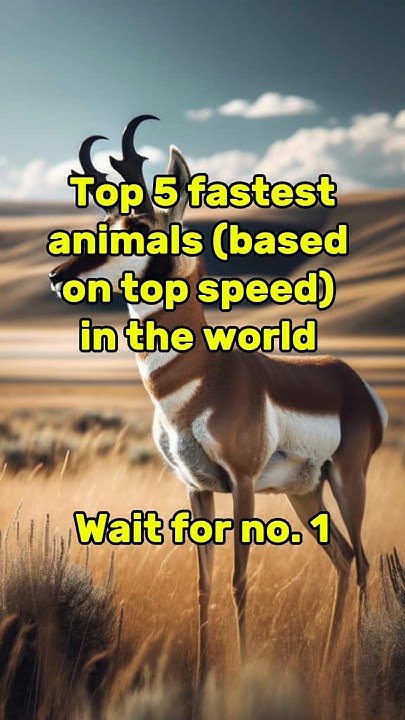 Top 5 fastest animals based on the top speed in the world #discover # ...