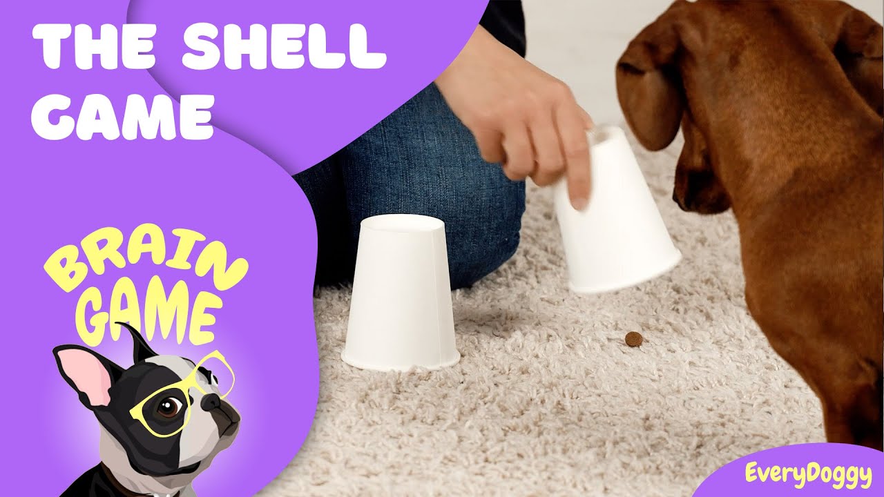 Brain Games for Puppies and Dogs — The Shell game DIY | EveryDoggy ...