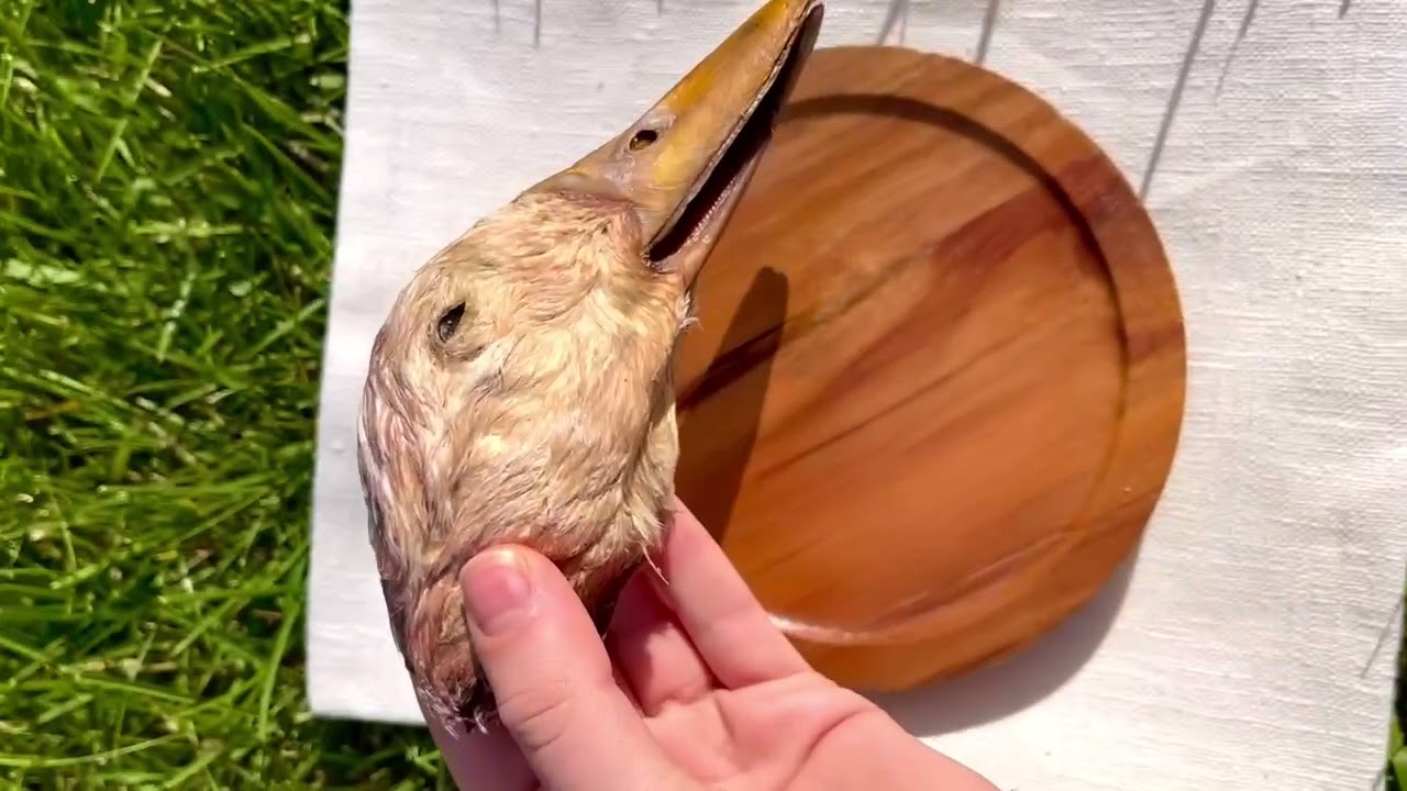 Duck Head Organic Dehydrated Chew - YouTube