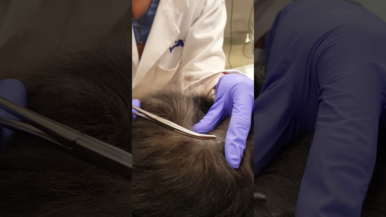 Task 5 dtm culture dermaphytes - YouTube