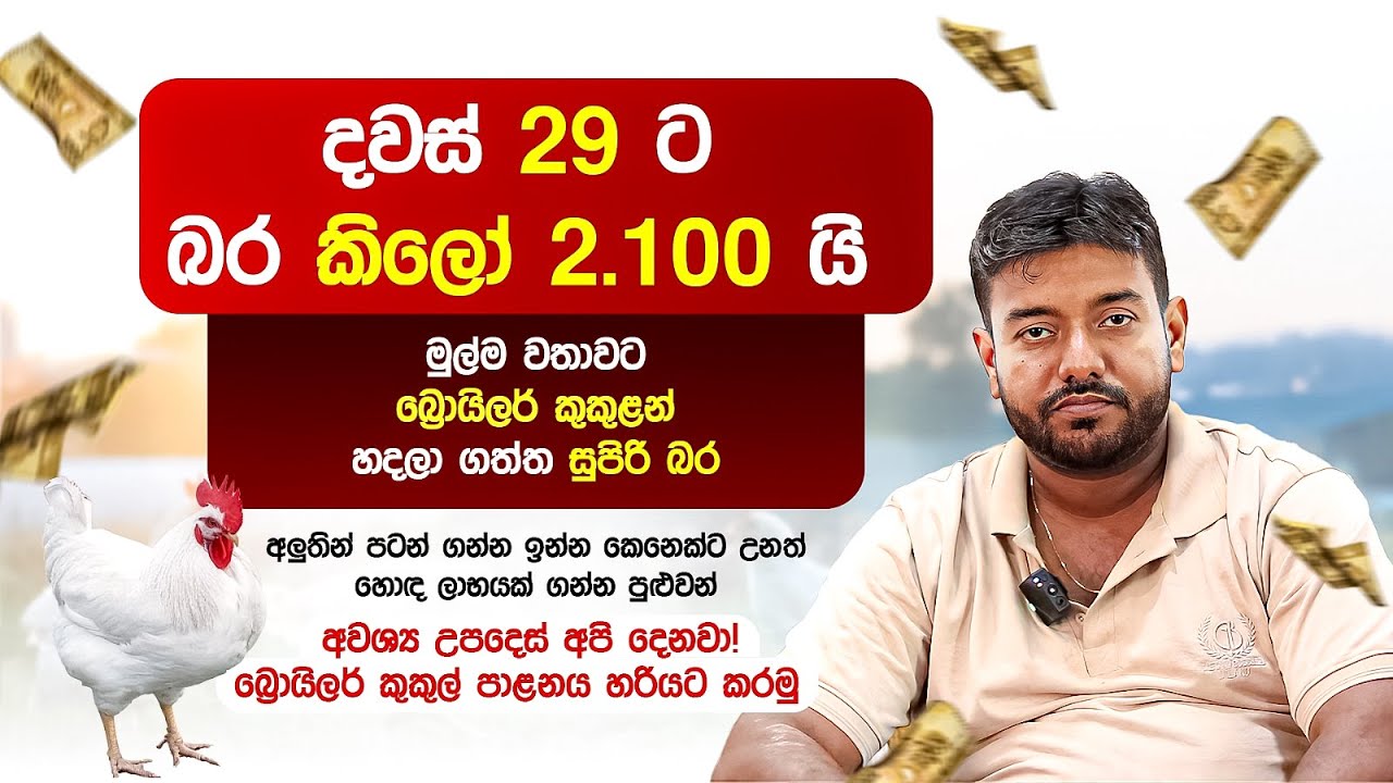 බ්‍රොයිලර් කුකුළු පාලනයෙන් වැඩි ලාබ ගන්නේ මෙහෙමයි | Milmolac | Broiler ...