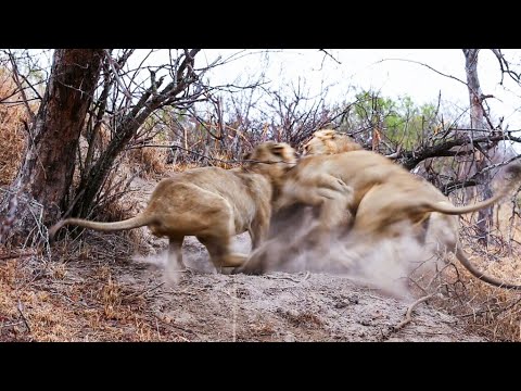 The Apex Predators Of The Okavango Delta