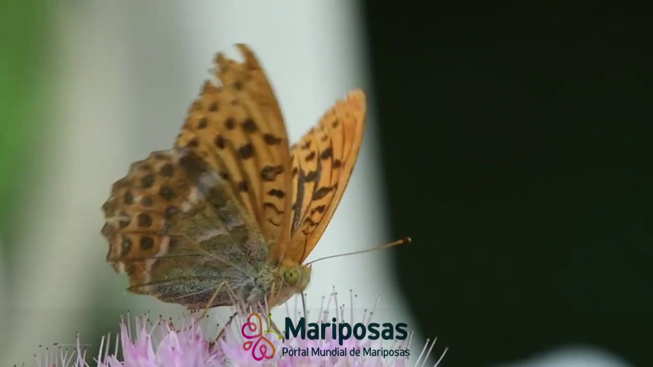 mariposa café en la naturaleza - YouTube