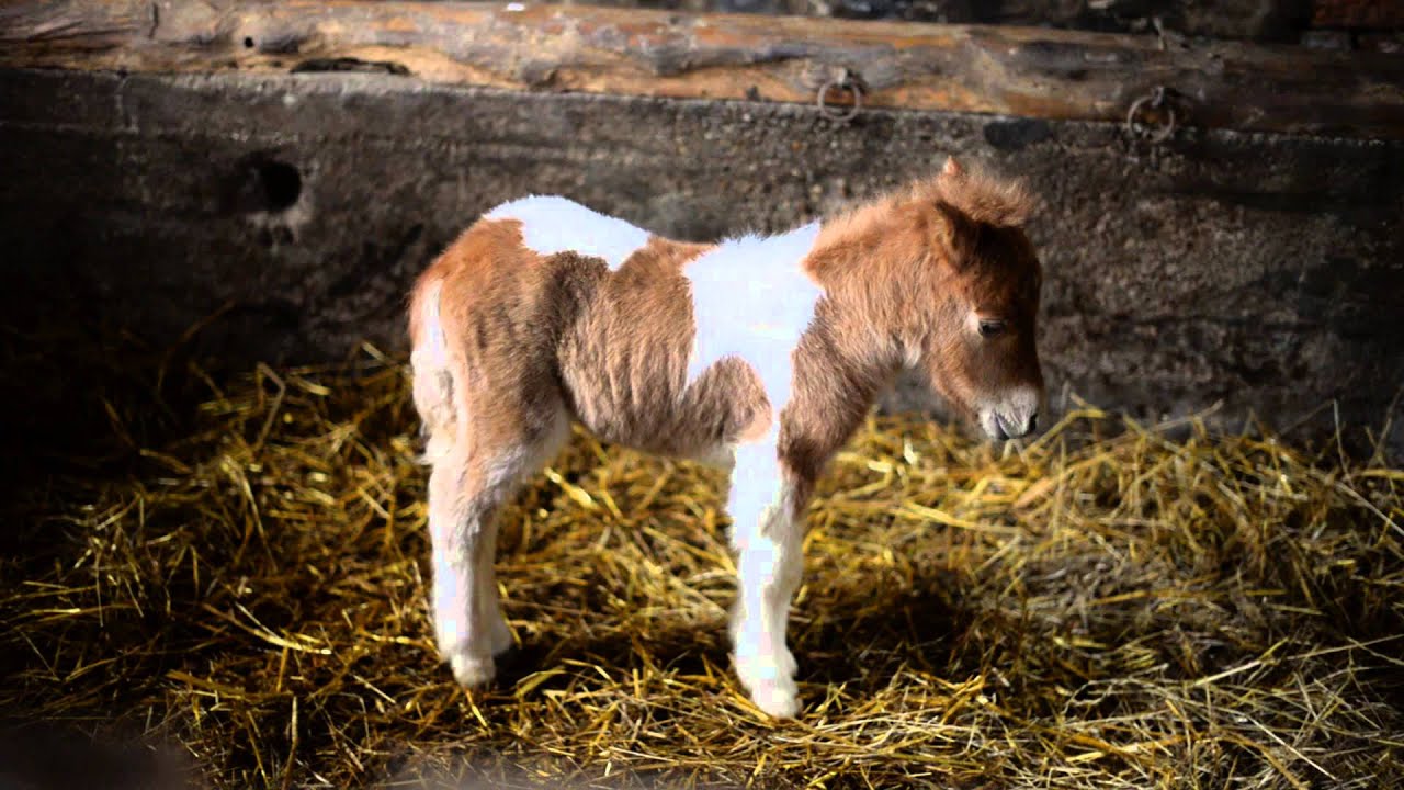 Mali konj :-) - YouTube