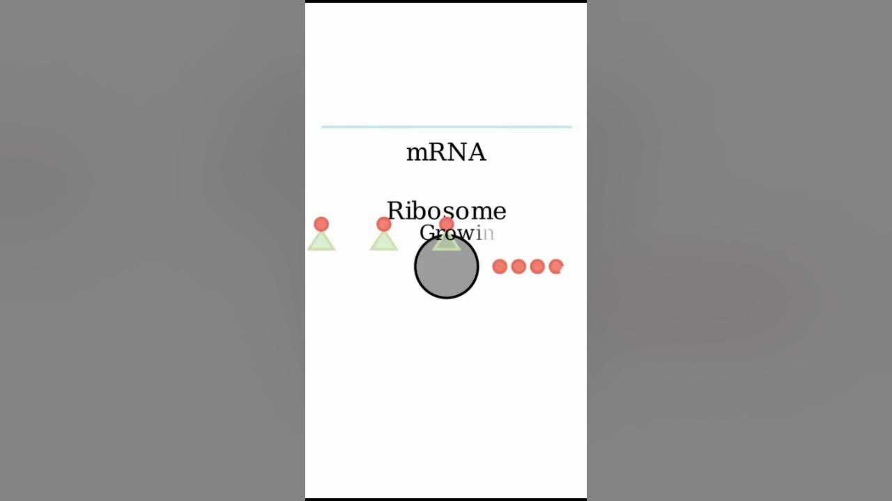 How proteins are made , transcription and translation, DNA to protein # ...