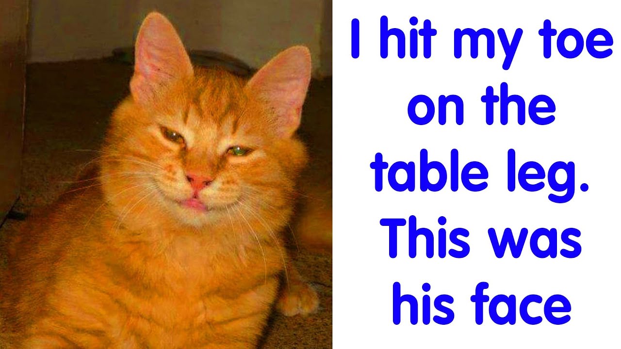 50 Hilarious Cat Memes That May Make You Wish You Could Tag Your Kitt ...