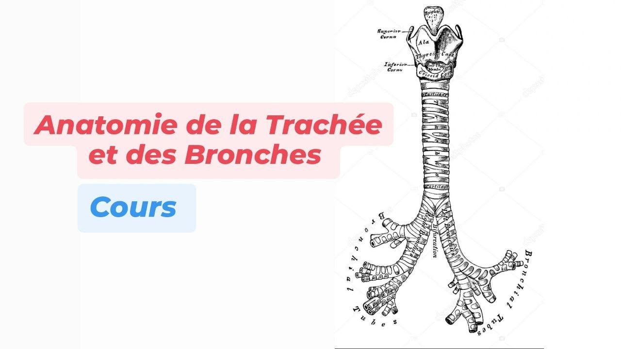 Anatomie De La Trachée