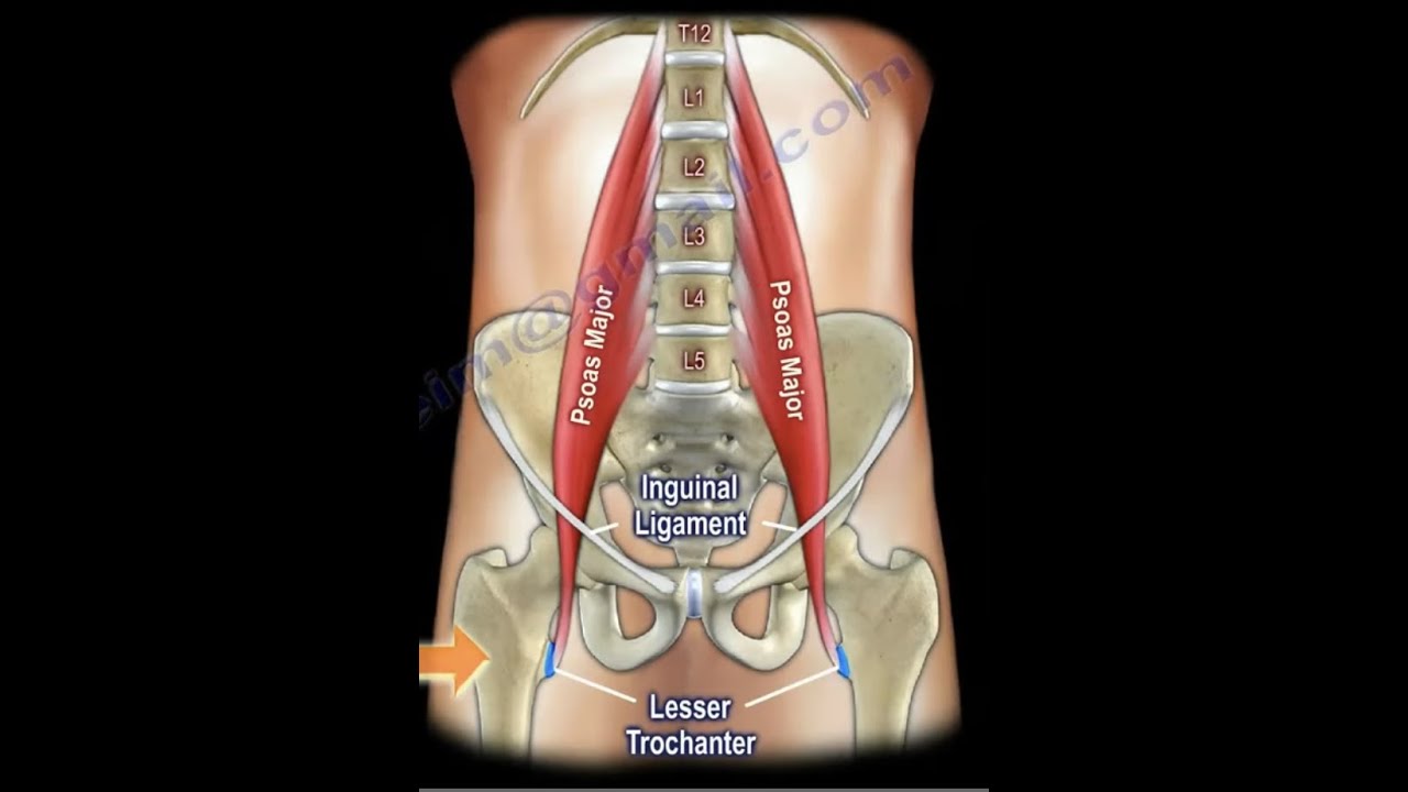 Anatomy Of The Psoas muscle #shorts - YouTube