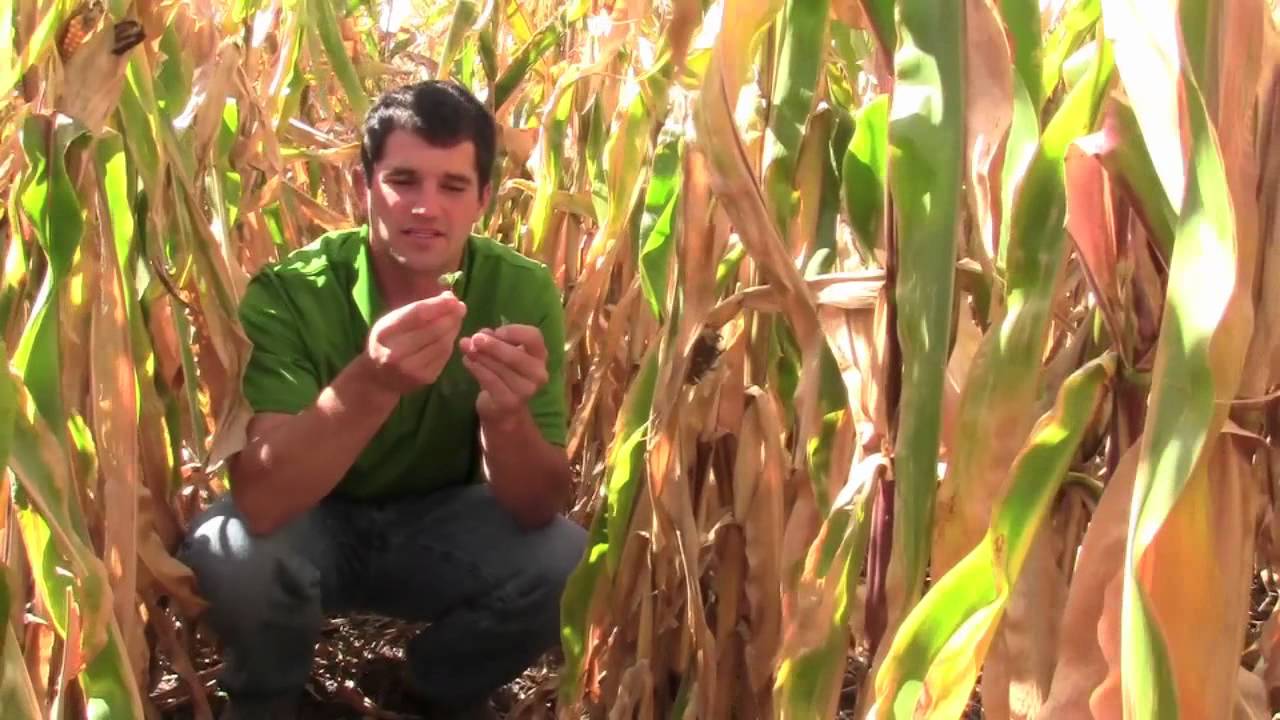 Aerial Cover Crops with Millborn Seeds - YouTube