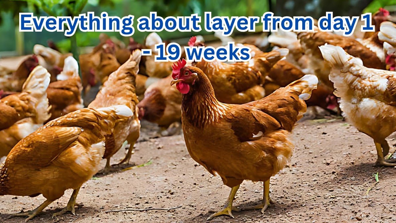 everything about layers, how to feed layers. everything about layers ...