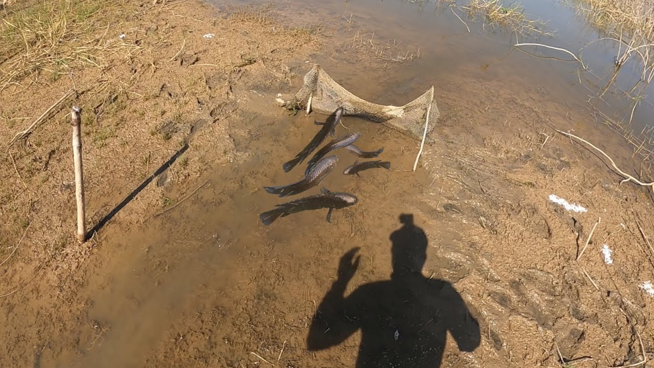 Traditional Fishing Technique किस्मत से मिलता है ऐसा मौका // Luck by ...