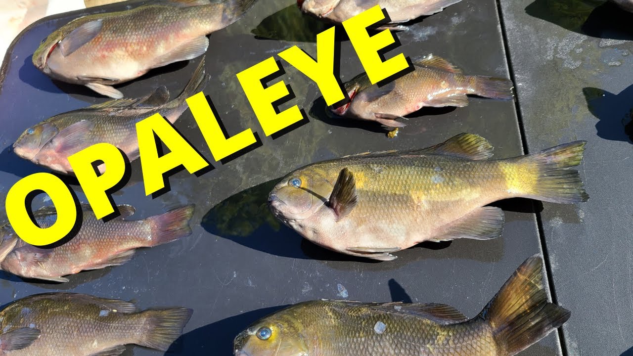 How to Catch Opaleye!! Catch, Clean, Cook!! - YouTube