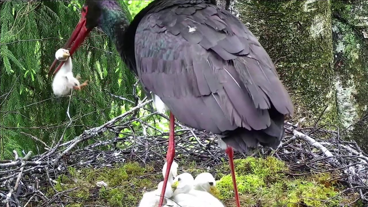 Must-toonekurg~Brood reduction by Janika! Don't watch if you are ...