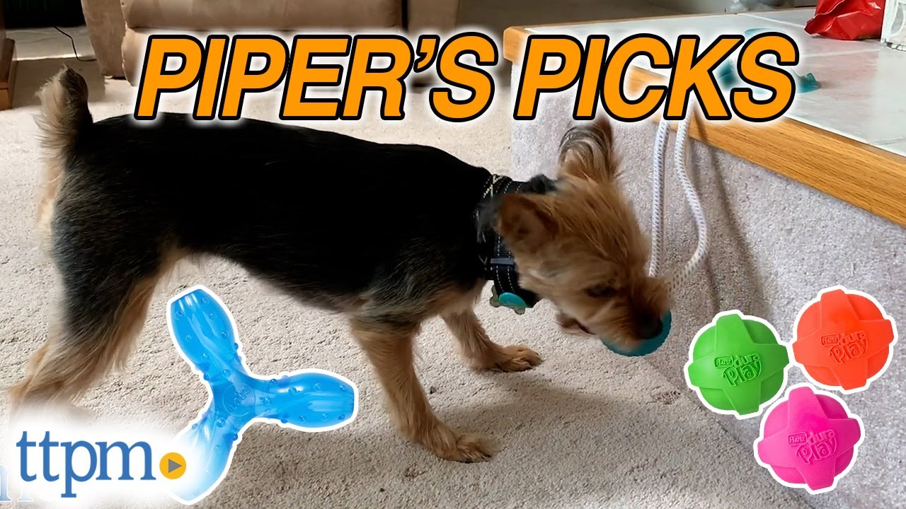 Puppy Piper Reviews Her Favorite Dog Toys! - YouTube